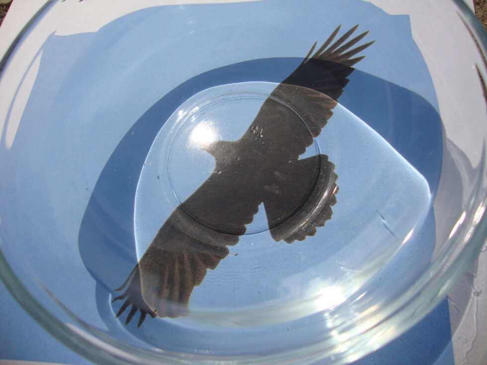 Enhjørninge og ravne essenser fødes | Regnbuetemplet